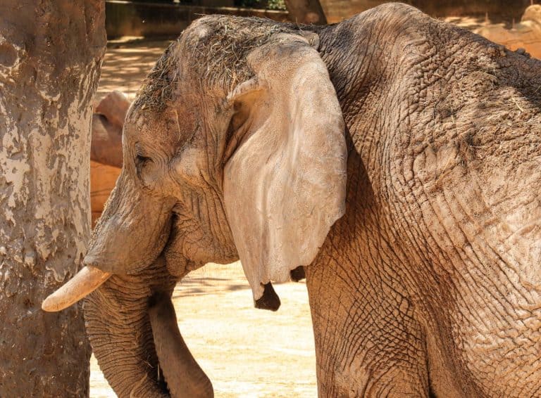 Exploring the Elephant Freedom Village: A Unique Sanctuary for ...