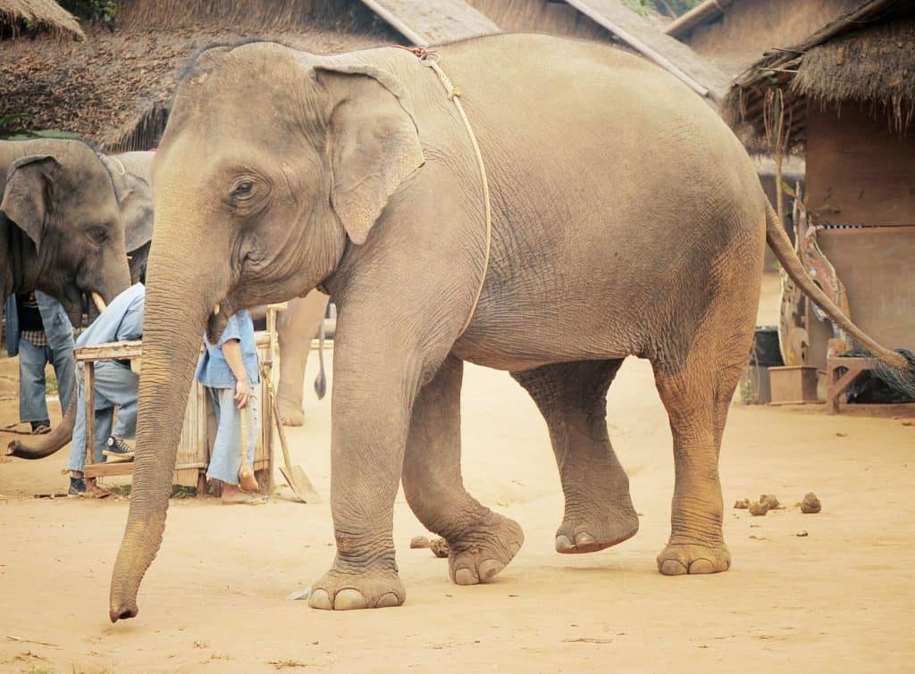 Exploring the Elephant Freedom Village: A Unique Sanctuary for ...