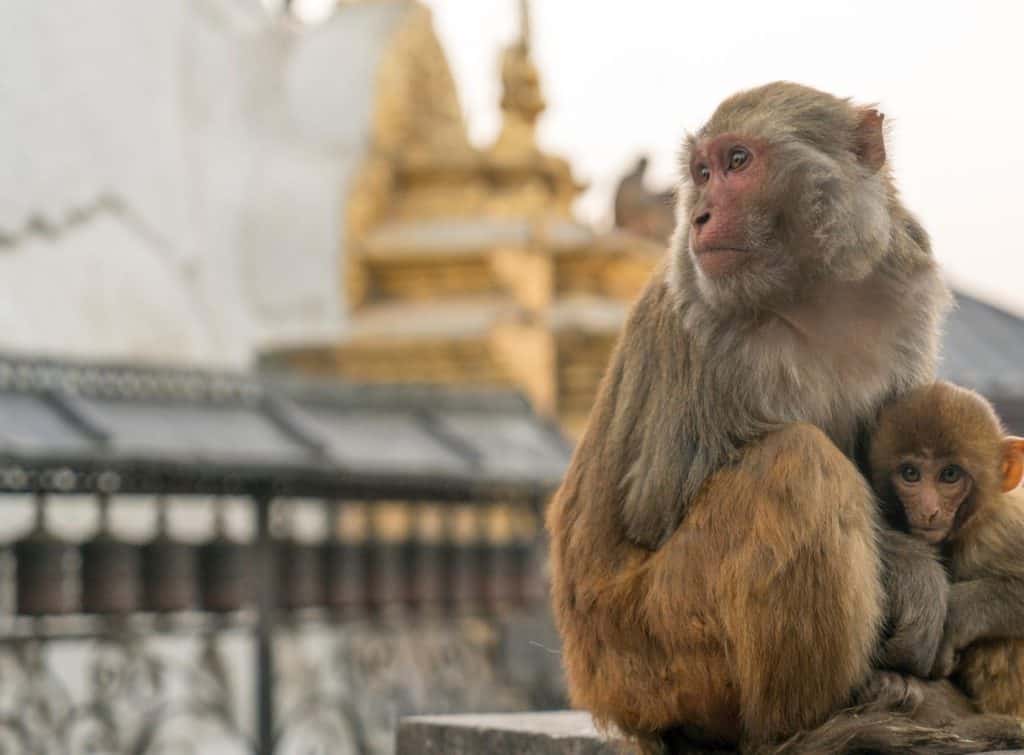 Exploring the Sacred Monkey Temple in Thailand - Thailand GoTo