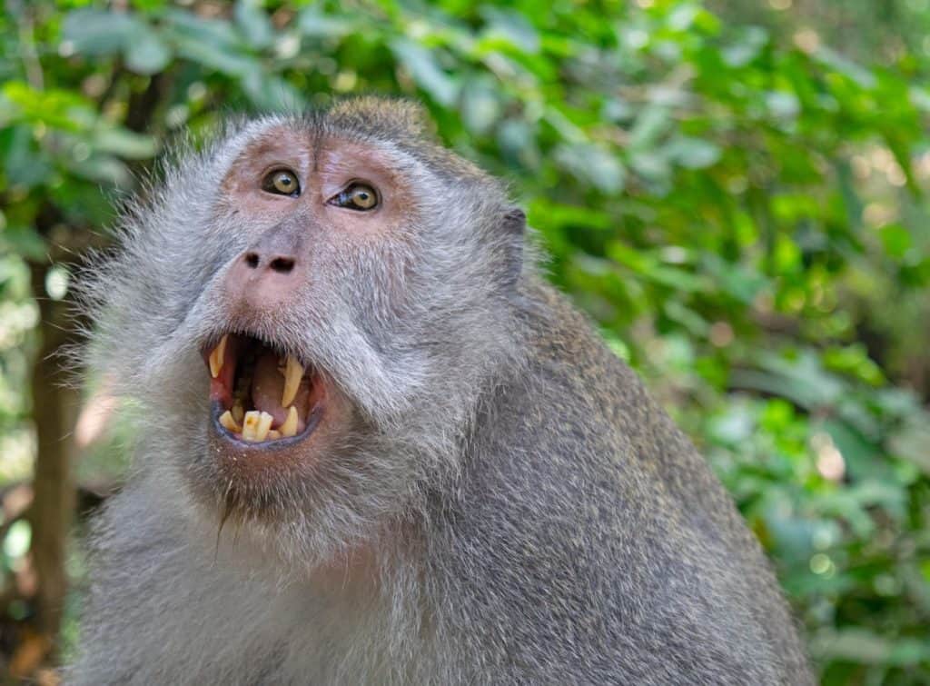 Exploring the Sacred Monkey Temple in Thailand - Thailand GoTo