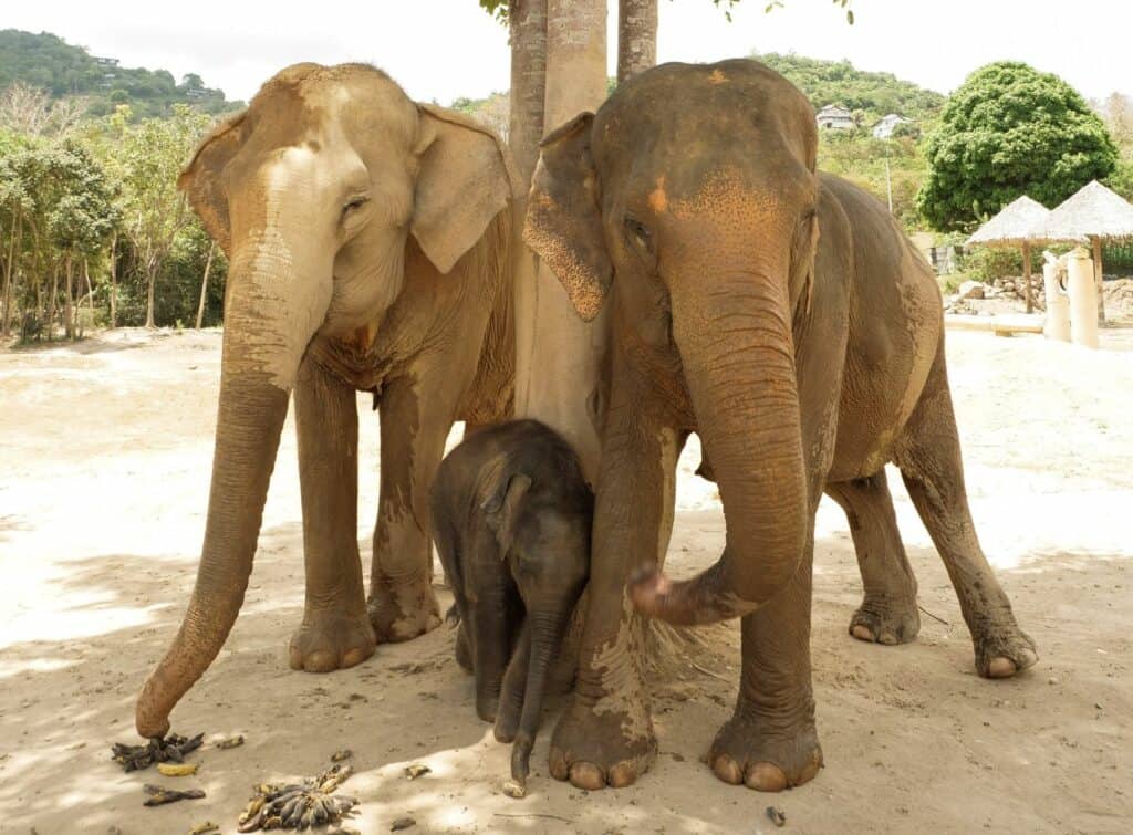 An Escape into Serenity: Discovering Hua Hin Elephant Sanctuary ...